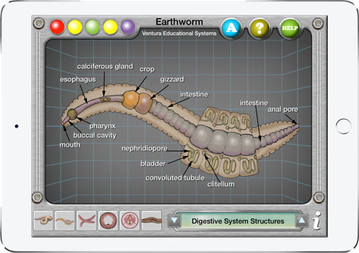 Earthworm Anatomy For Kids