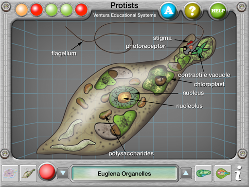 Interactive Protists