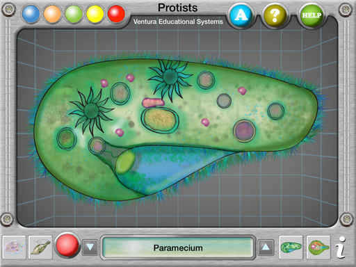 Interactive Protists